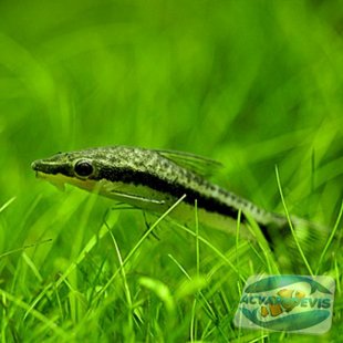 Dwarf Oto Otocinclus affinis Loricariidae pesti - Acvarii De Vis
