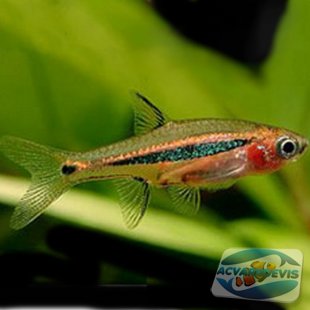 Exclamation Point Rasbora Boraras urophthalmoides Cyprinidae pesti ...