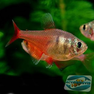 Flame Tetra Hyphessobrycon flammeus Characidae pesti - Acvarii De Vis