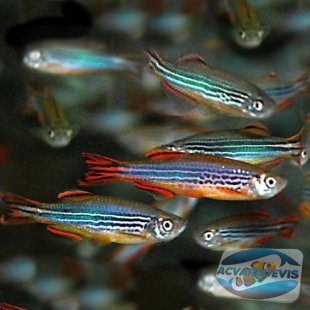 Orange-Finned Danio Danio kyathit Cyprinidae pesti - Acvarii De Vis