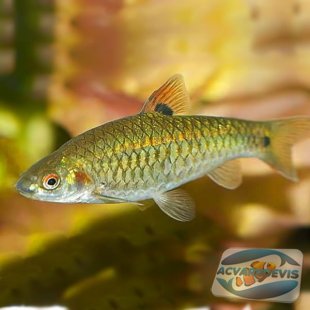 Two-Spot Barb Puntius bimaculatus Cyprinidae pesti - Acvarii De Vis